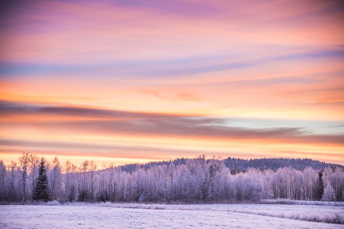 Pink skies and freezing cold: this is what's going on in Lapland right ...