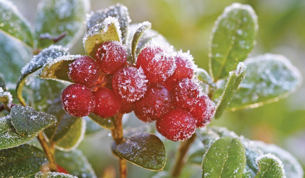 Wild berries of the north are real superfood - FINLAND, NATURALLY