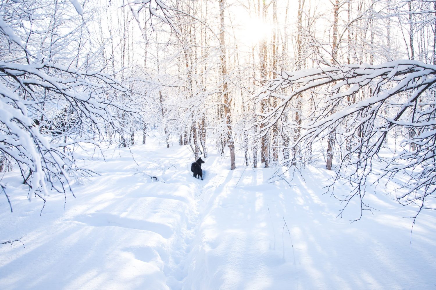 Greetings from Santa's homeland - this is what winter in Lapland ...