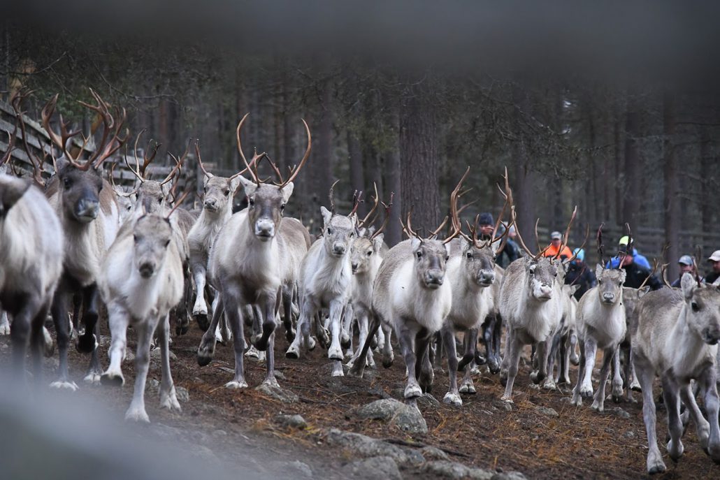 What happens in a reindeer round-up? - FINLAND, NATURALLY