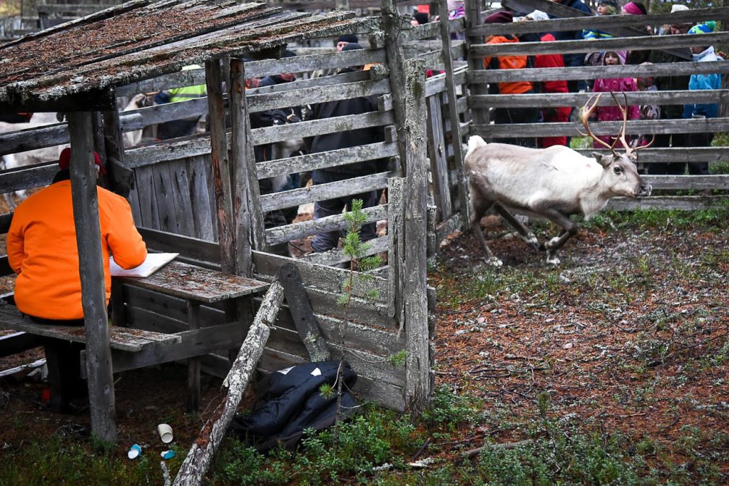 What happens in a reindeer round-up? - FINLAND, NATURALLY