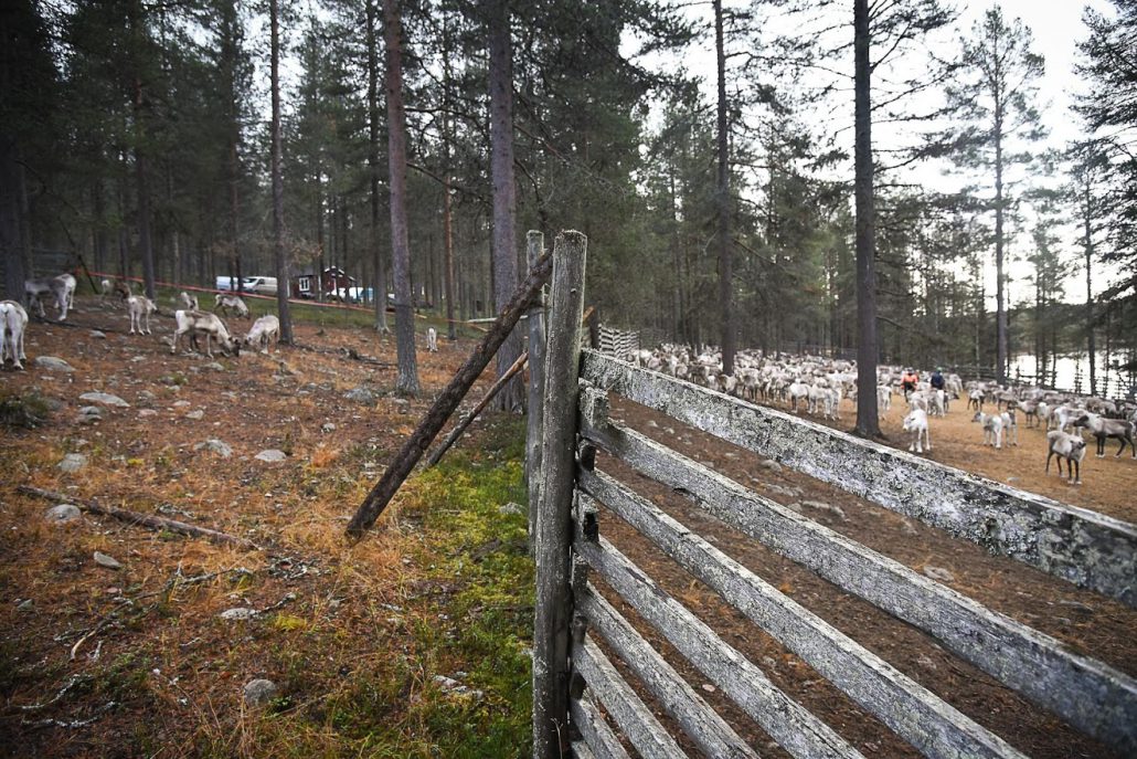What happens in a reindeer round-up? - FINLAND, NATURALLY