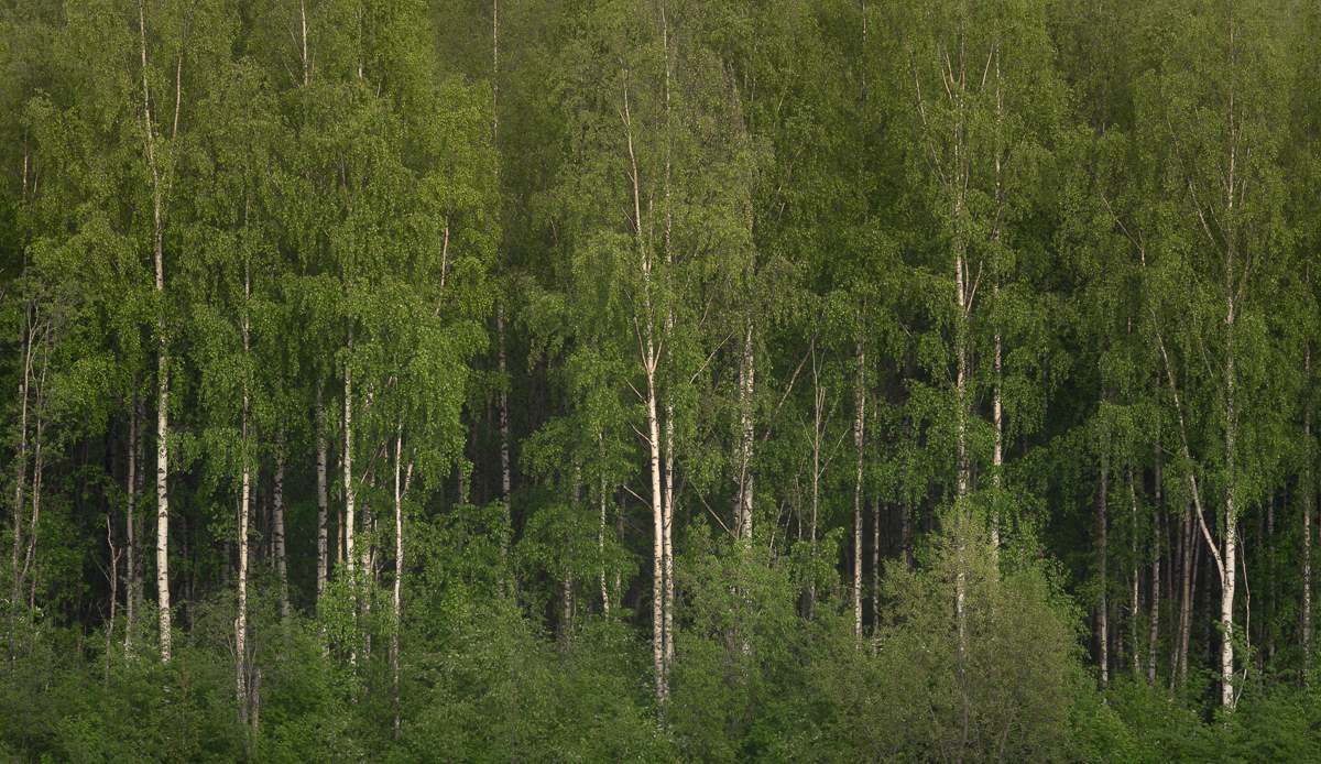 A Shockingly Good Spring - FINLAND, NATURALLY
