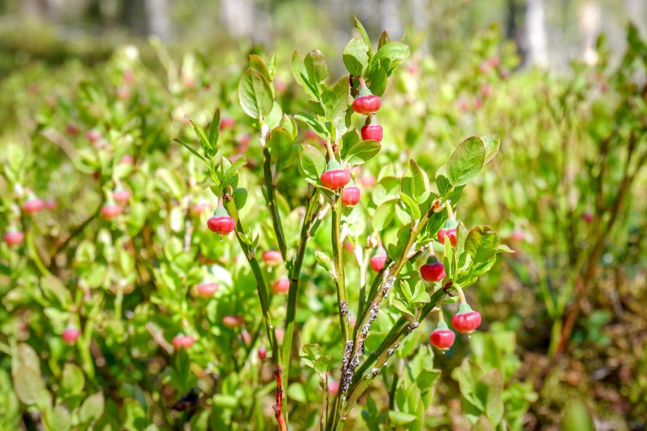 This is what Midsummer in Lapland looks like – FINLAND, NATURALLY