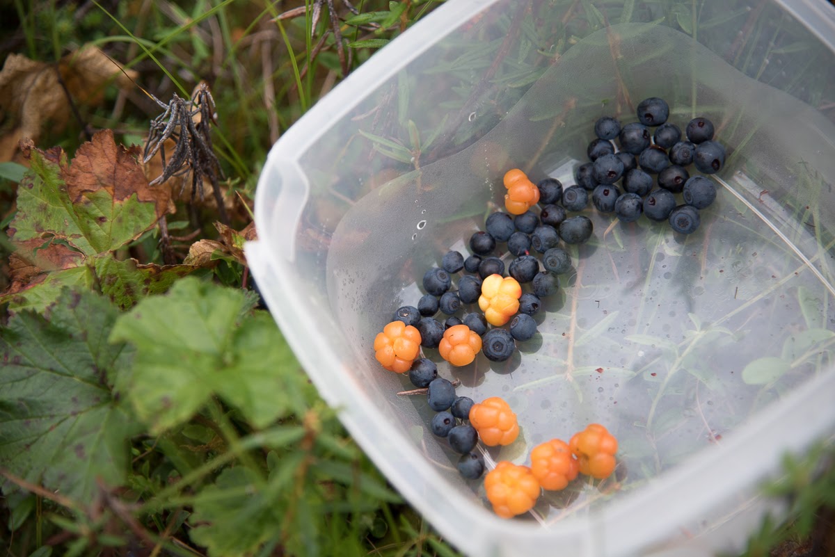 These are 8 delicious berries that Finns pop into their mouths in the ...