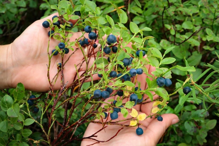 These are 8 delicious berries that Finns pop into their mouths in the ...