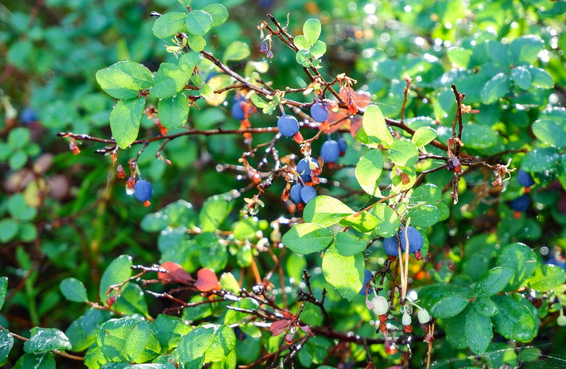 These are 8 delicious berries that Finns pop into their mouths in the ...