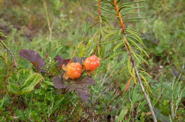These are 8 delicious berries that Finns pop into their mouths in the ...