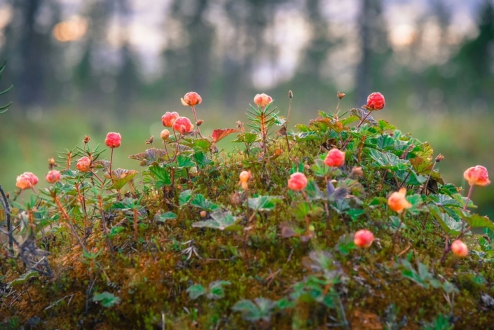 These are 8 delicious berries that Finns pop into their mouths in the ...