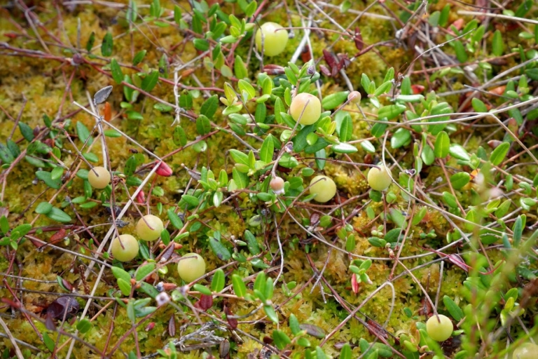 These are 8 delicious berries that Finns pop into their mouths in the ...