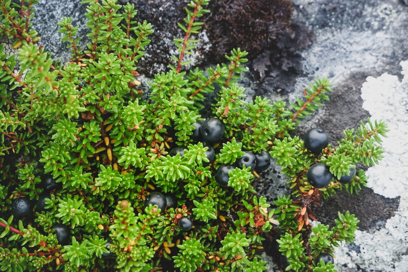These are 8 delicious berries that Finns pop into their mouths in the ...