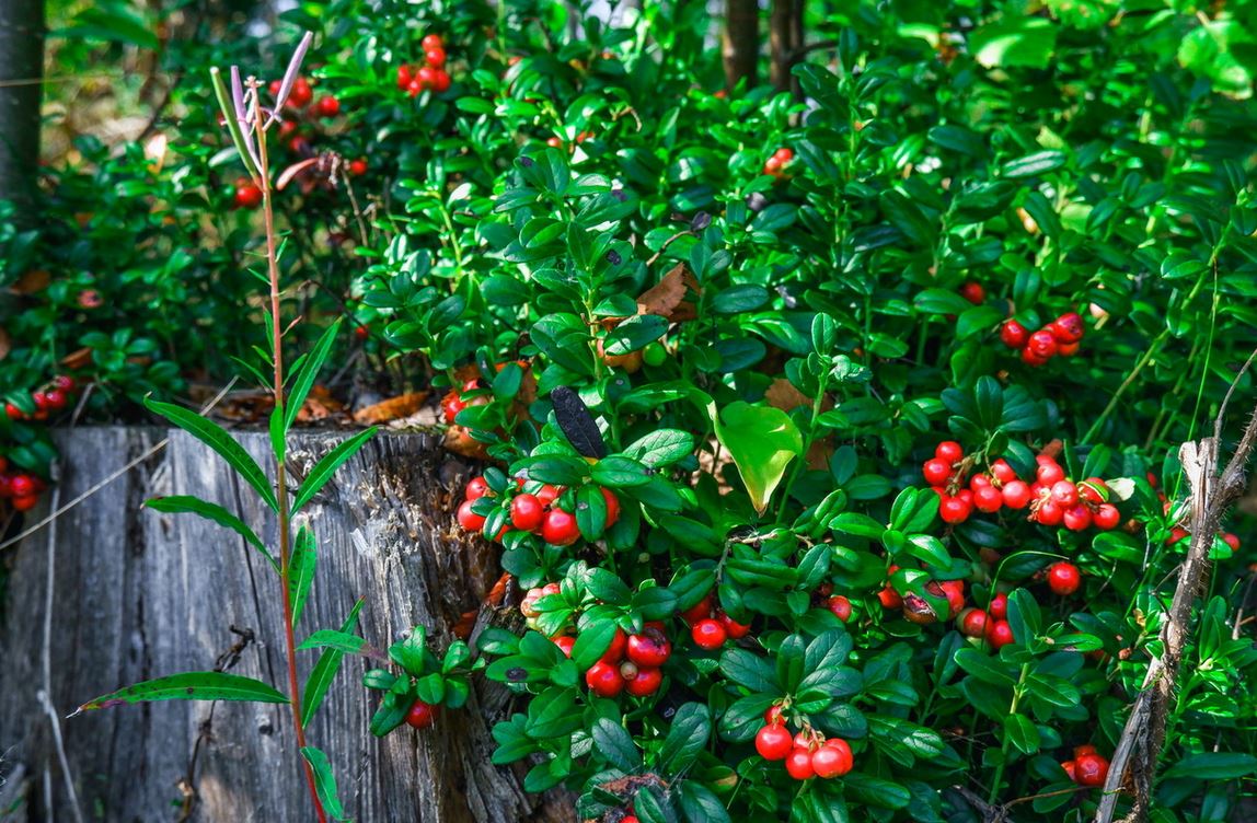 These are 8 delicious berries that Finns pop into their mouths in the ...