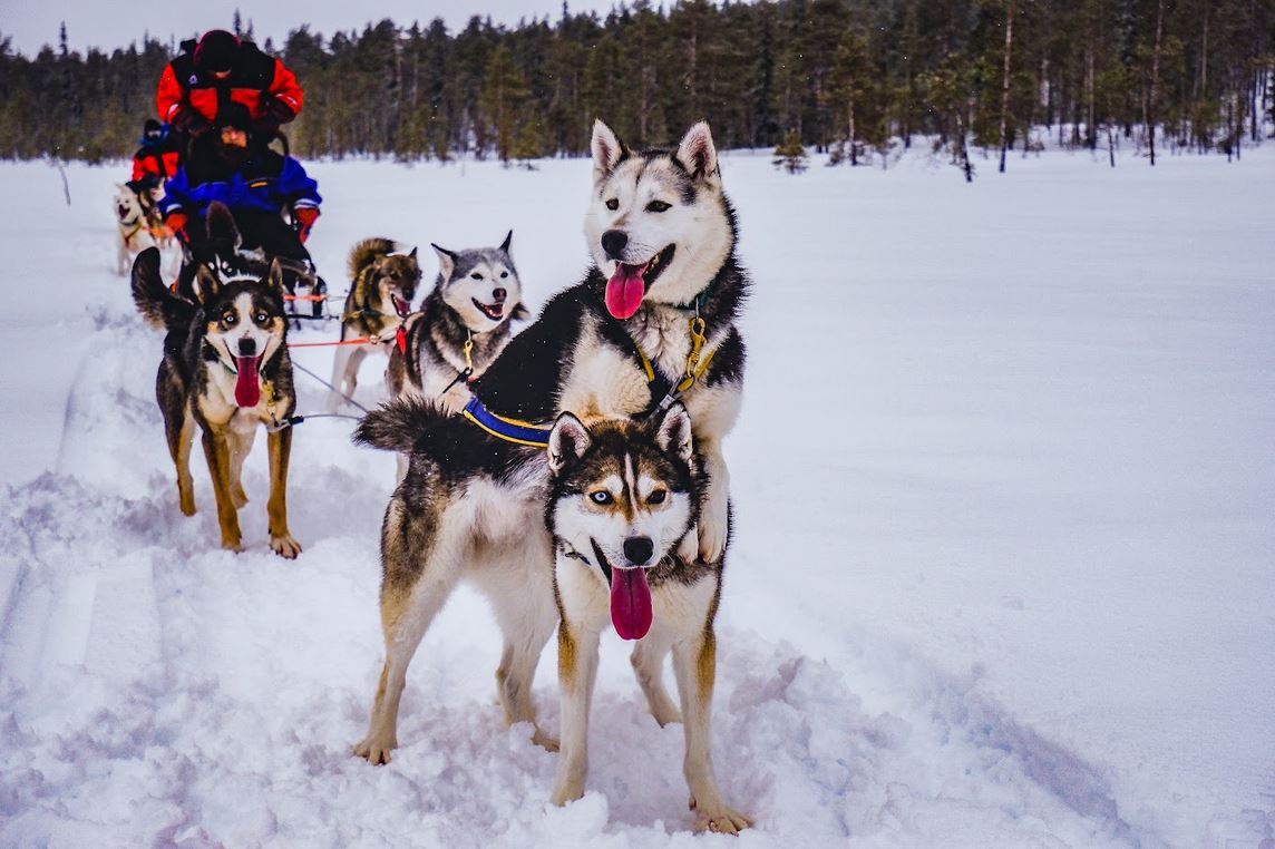 Experience the Thrill of Dog Sledding in Finnish Lapland - FINLAND, NATURALLY