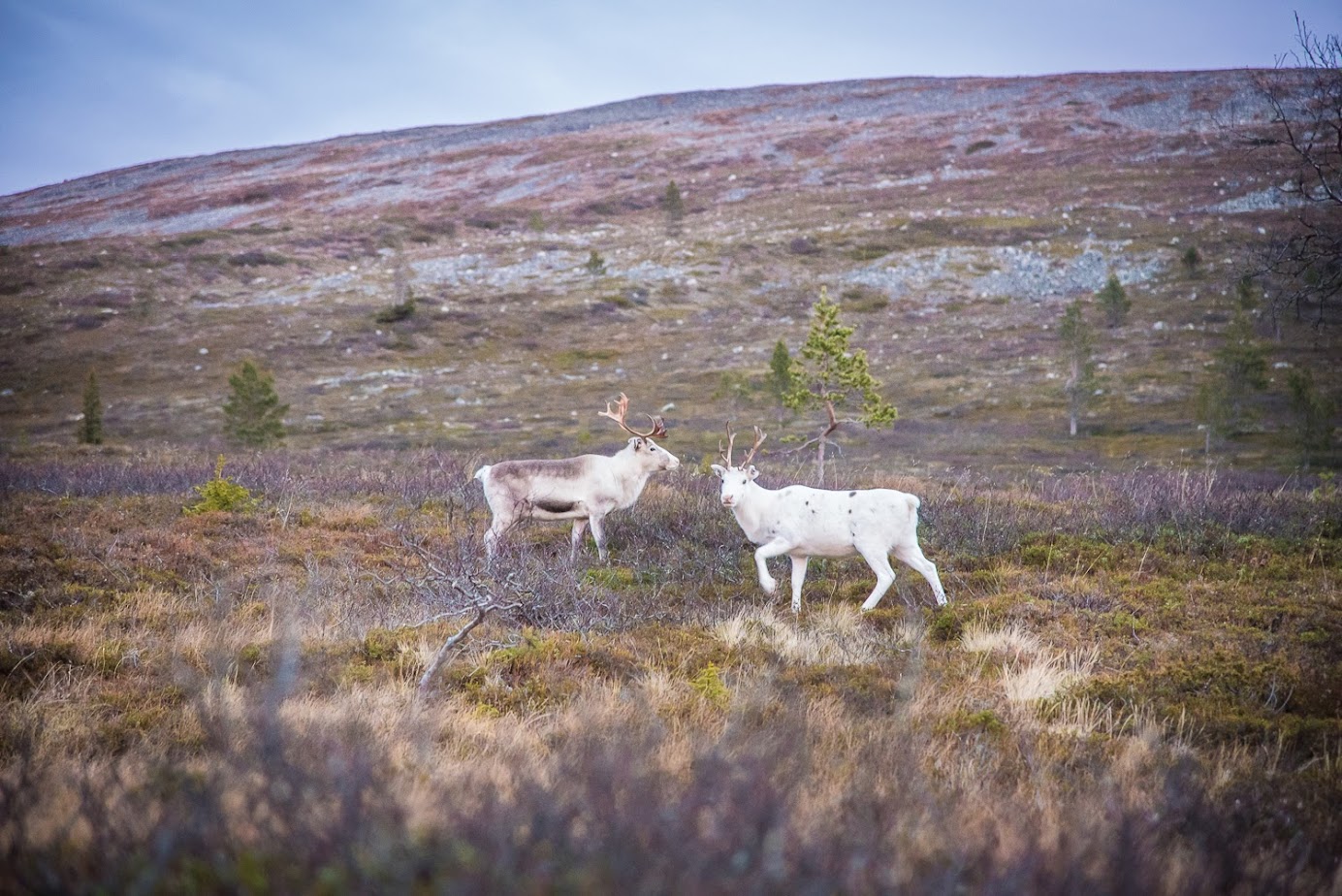 Was tun in Finnland im Herbst? Hier ist eine wunderbare Liste mit 10 Punkten für Sie! - FINLAND ...