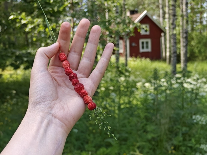 These are 8 delicious berries that Finns pop into their mouths in the ...